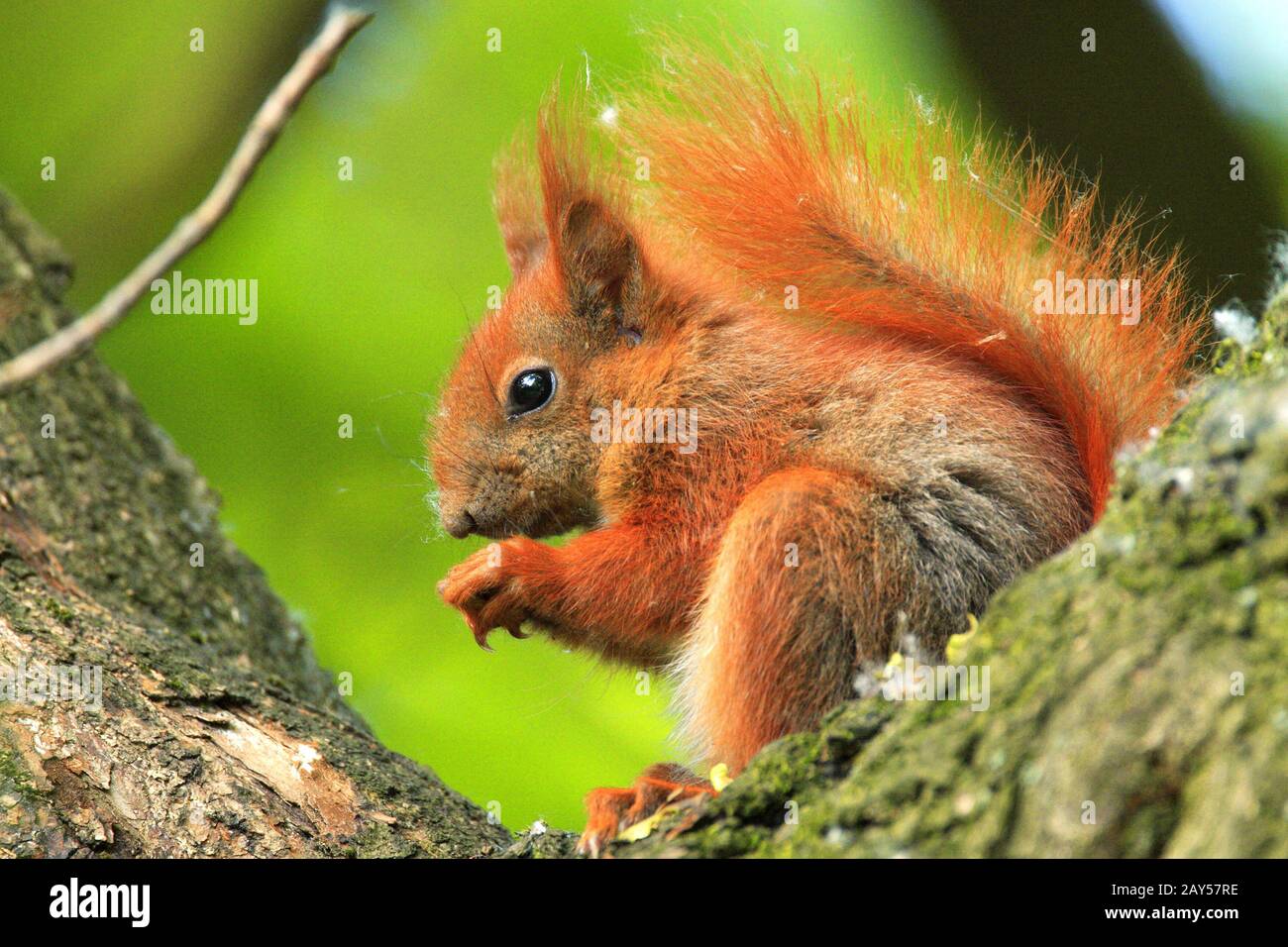 Single Red Squirrel - latin Sciurus vulgaris - on a tree branch during ...
