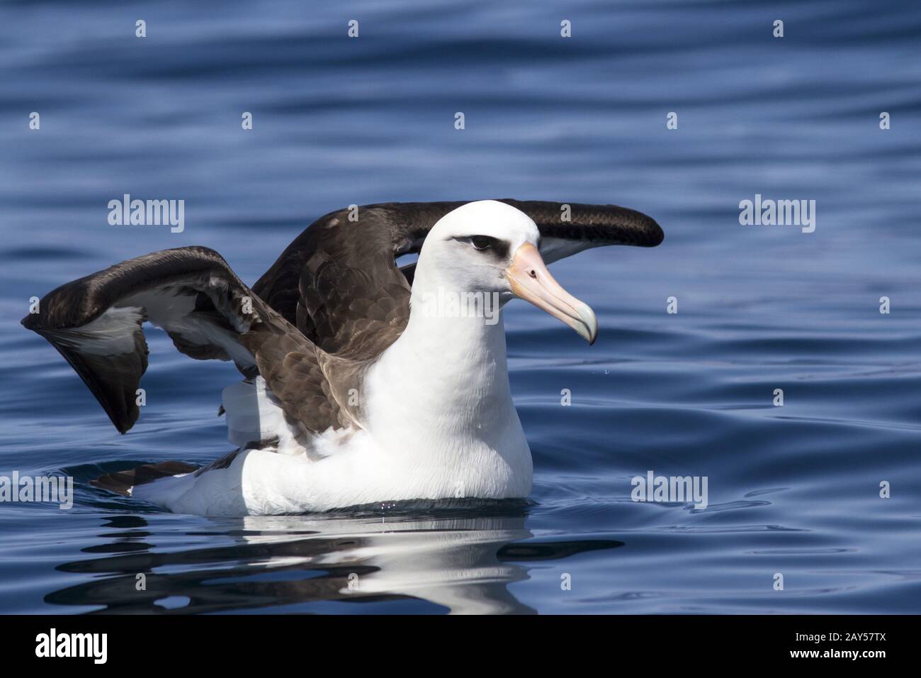 Laysan albatross sitting opened wings on the water of the Ocean Stock ...