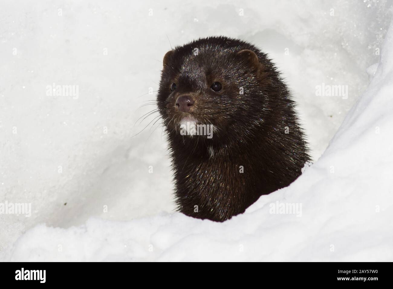 Mink island hi-res stock photography and images - Alamy