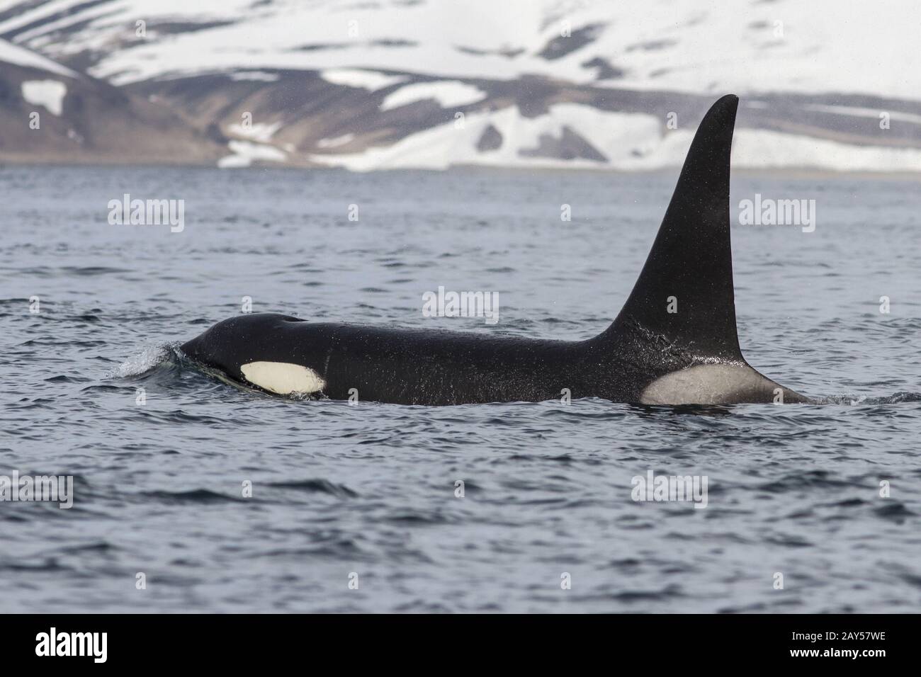 Floating whale hi-res stock photography and images - Alamy