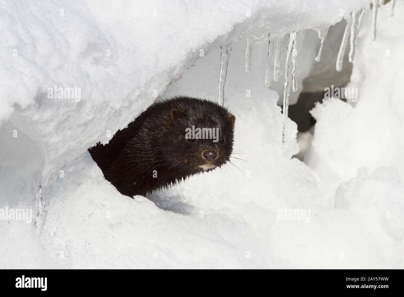 Portrait of an American mink which looks out from a snow hole Stock ...