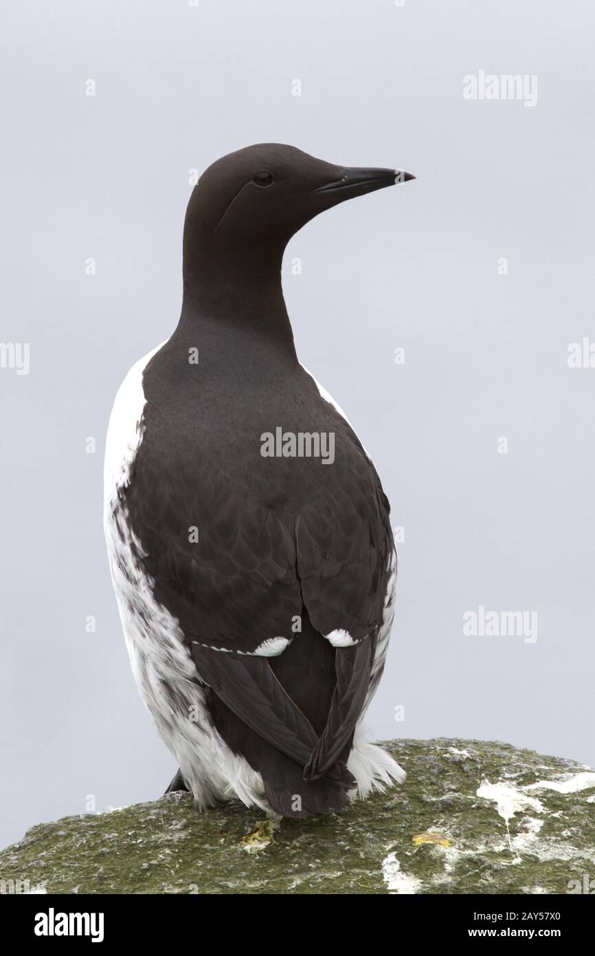 Common murre colony hi-res stock photography and images - Alamy