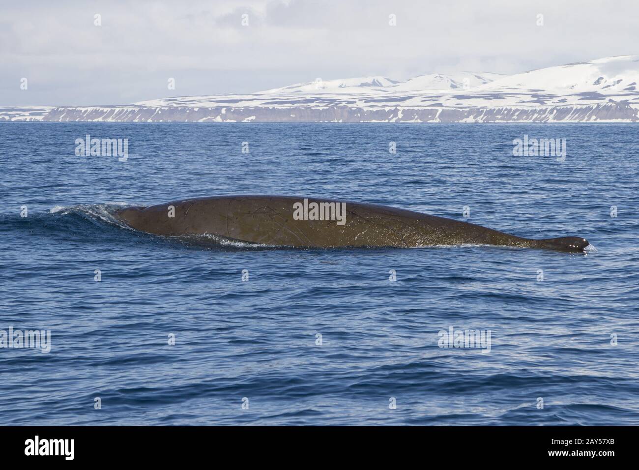 north floaters floating along the northern Bering Island Stock Photo ...