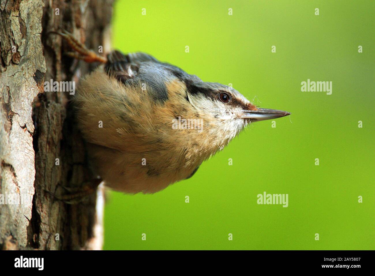 Single Eurasian Nuthatch bird - latin Sitta europaea - known also as ...