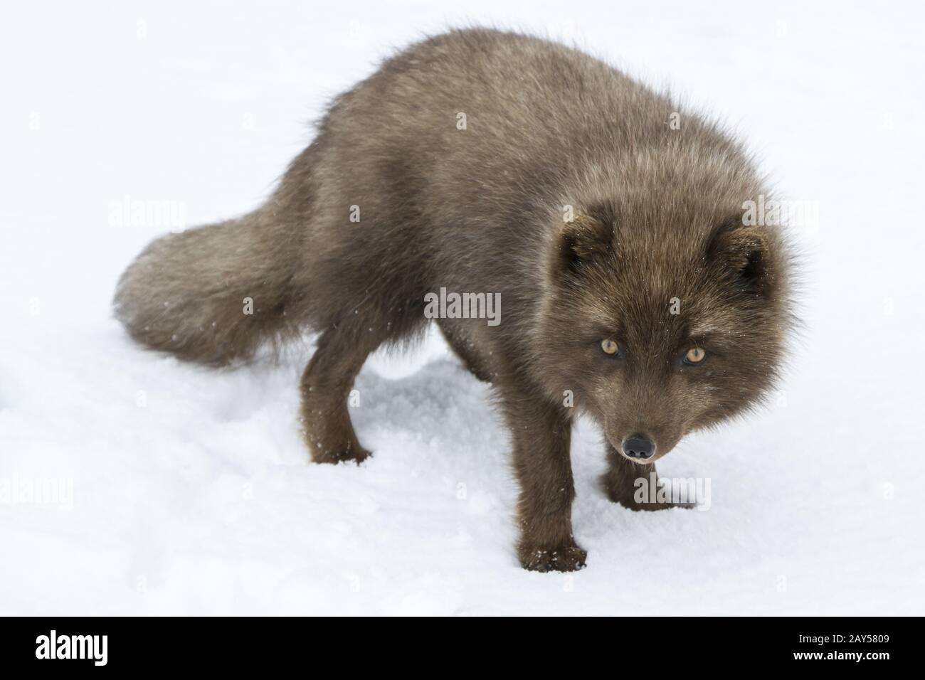 Commander's blue arctic fox that stands in the snow and looking at the ...