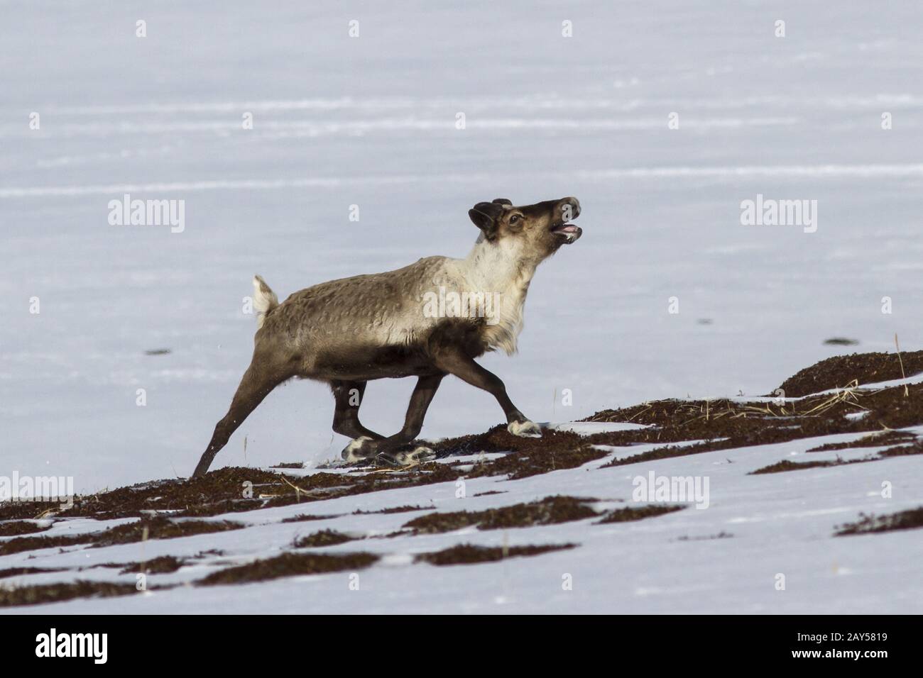 Male reindeer running on the tundra spring Stock Photo - Alamy