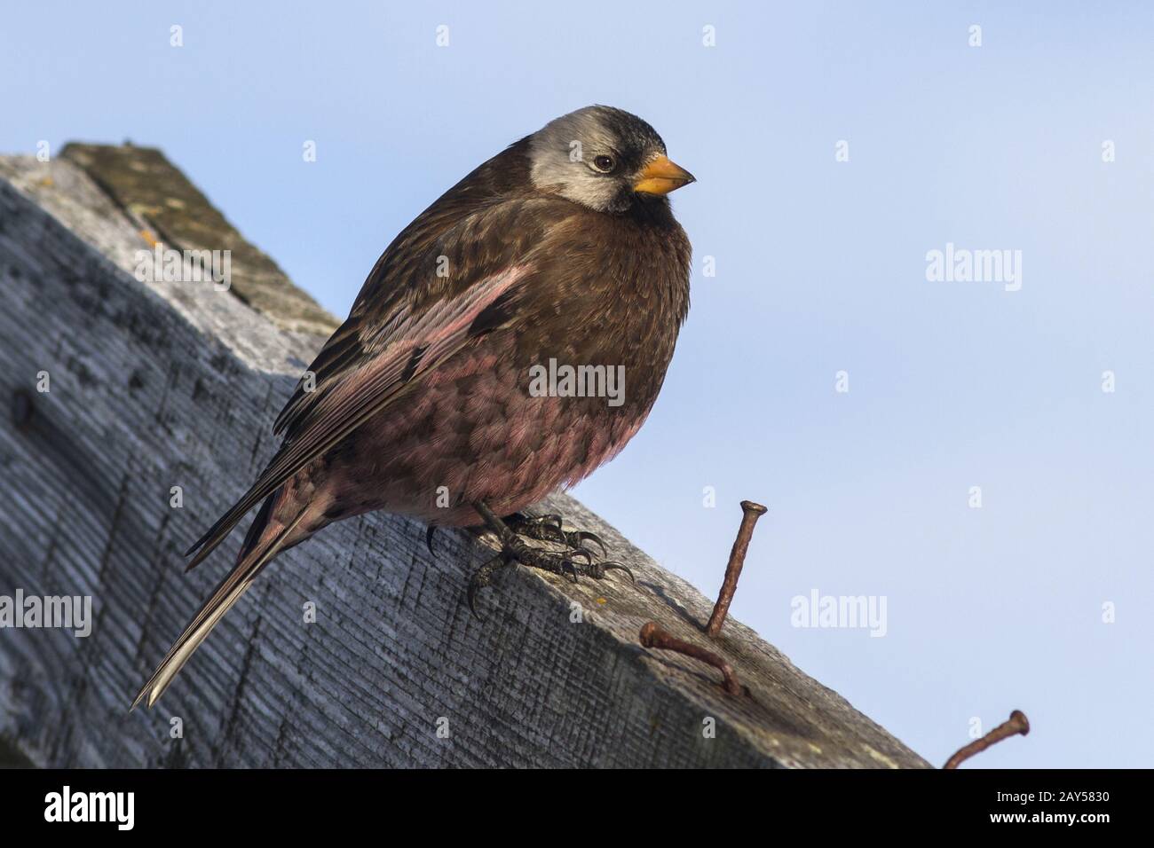 gray-crowned rosy finch sitting on the roof of the old building on the ...