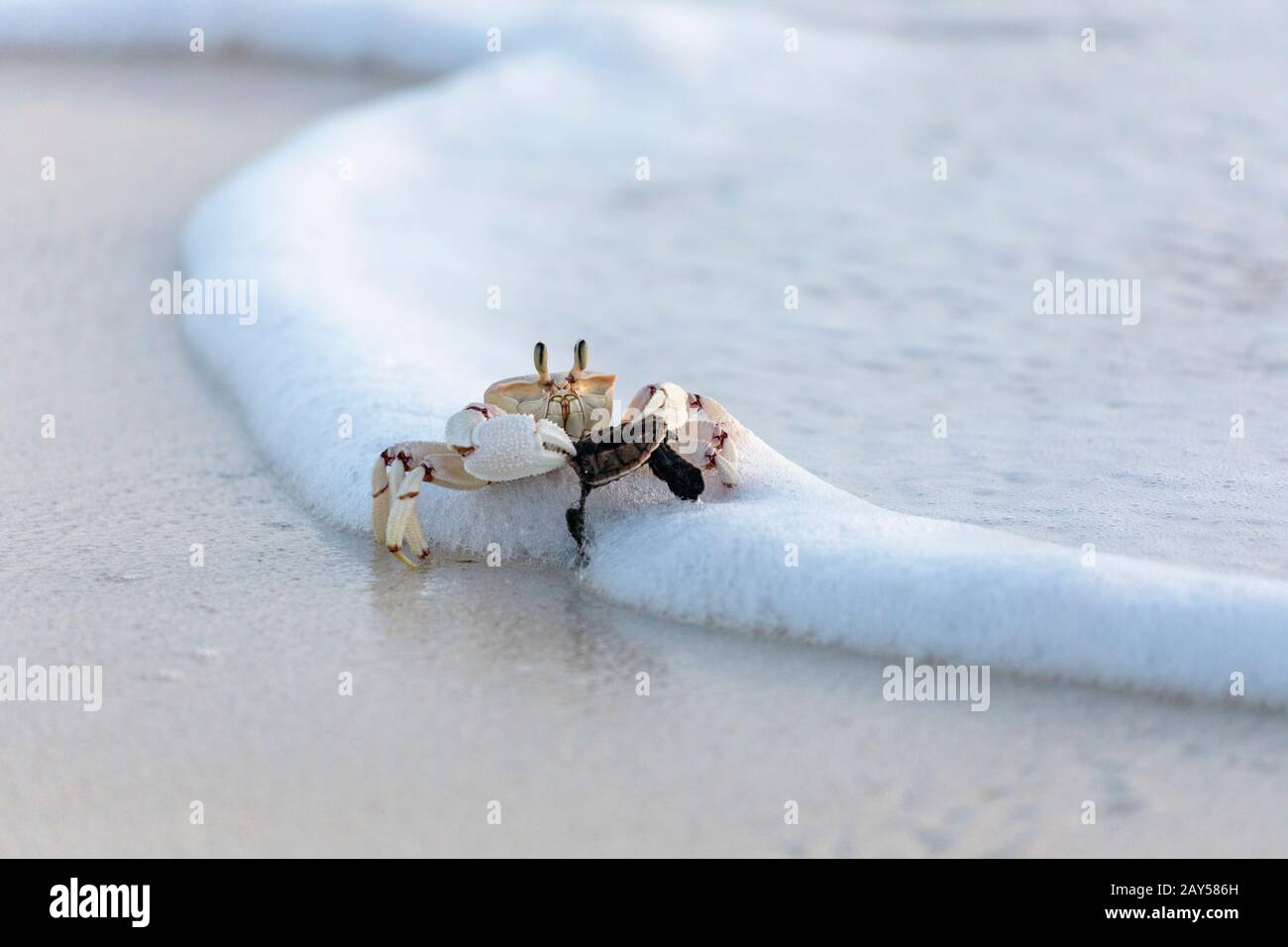 Ghost crab hatchling hi-res stock photography and images - Alamy