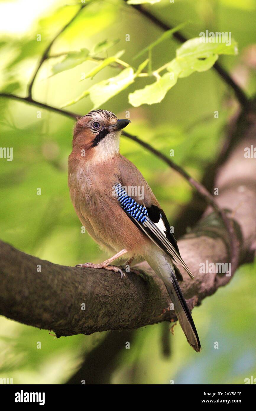 Single Eurasian Jay bird - latin Garrulus glandarius - on a tree branch ...