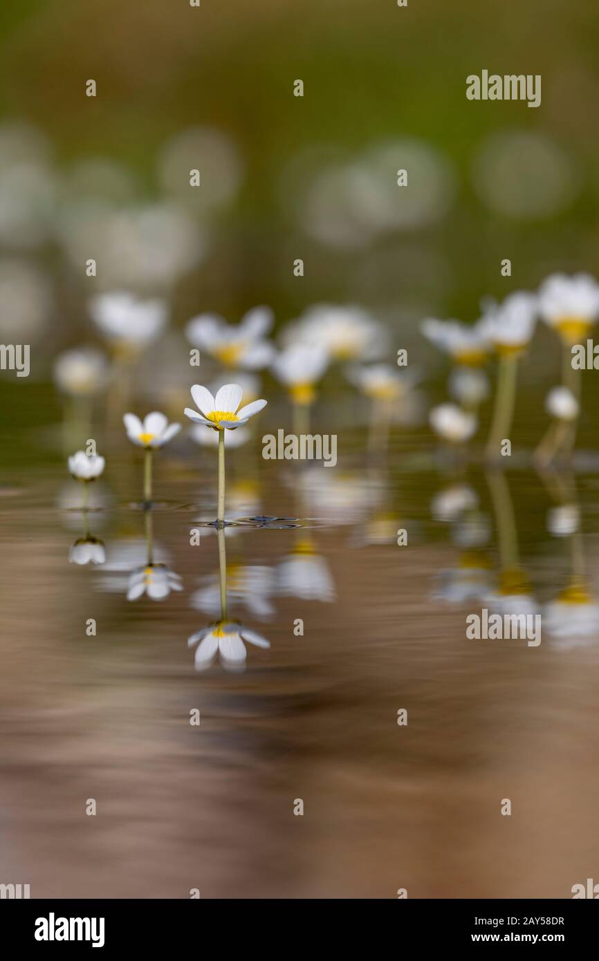 Common Water Crowfoot; Ranunculus aquatilis; Flowers; UK Stock Photo ...