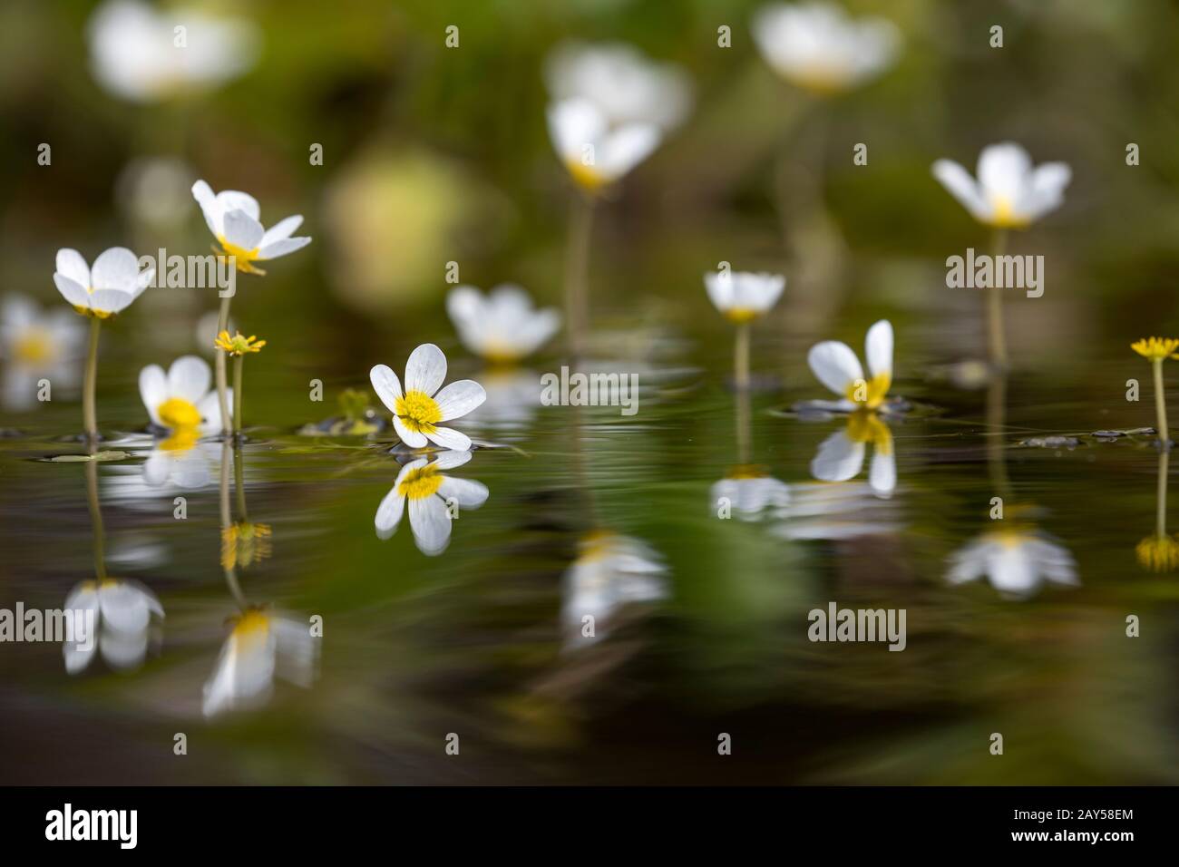 Common Water Crowfoot; Ranunculus aquatilis; Flowers; UK Stock Photo ...