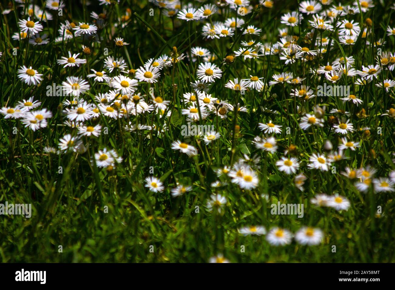 field of daisies Stock Photo - Alamy