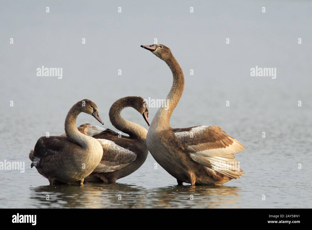 Group of juvenile Mute Swan birds - latin Cygnus olor - on a water ...