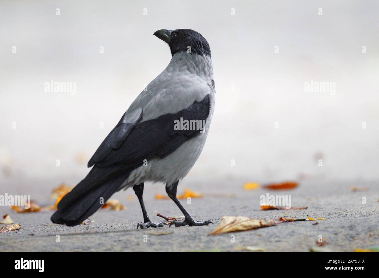 Single Hooded crow bird - latin Corvus cornix - during the spring ...