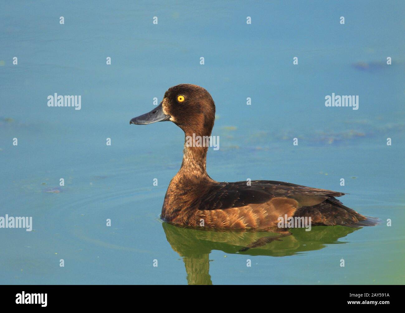 Single female Tufted Duck bird - latin Aythya fuligula - on a water ...