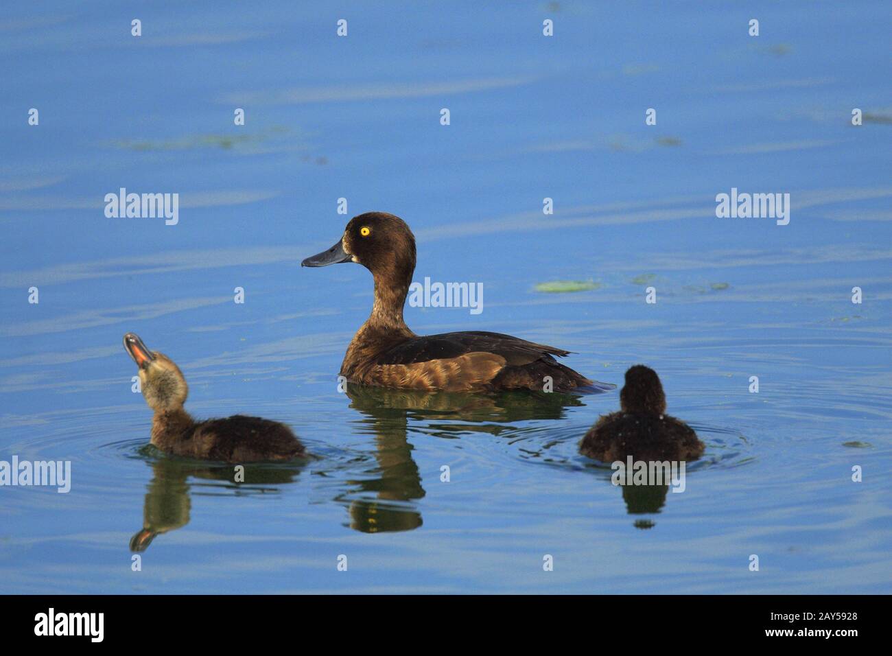 Adult female Tufted Duck bird with juvenile nestlings - latin Aythya ...