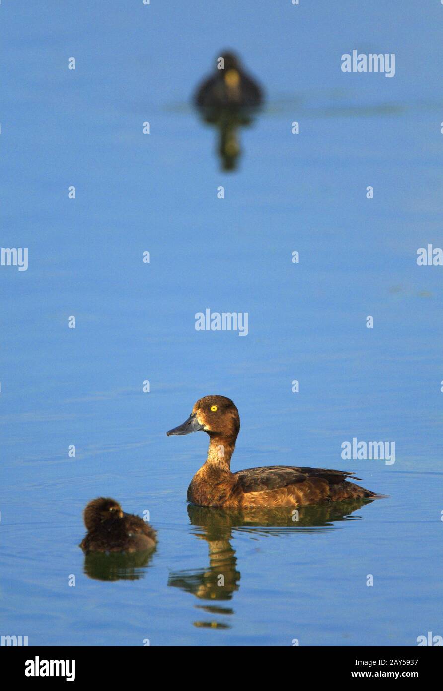 Adult female Tufted Duck bird with juvenile nestlings - latin Aythya ...