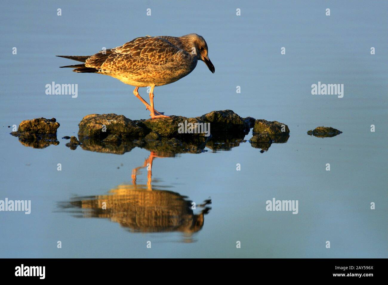 Single Herring Gull bird - latin Larus argentatus - on a water surface ...