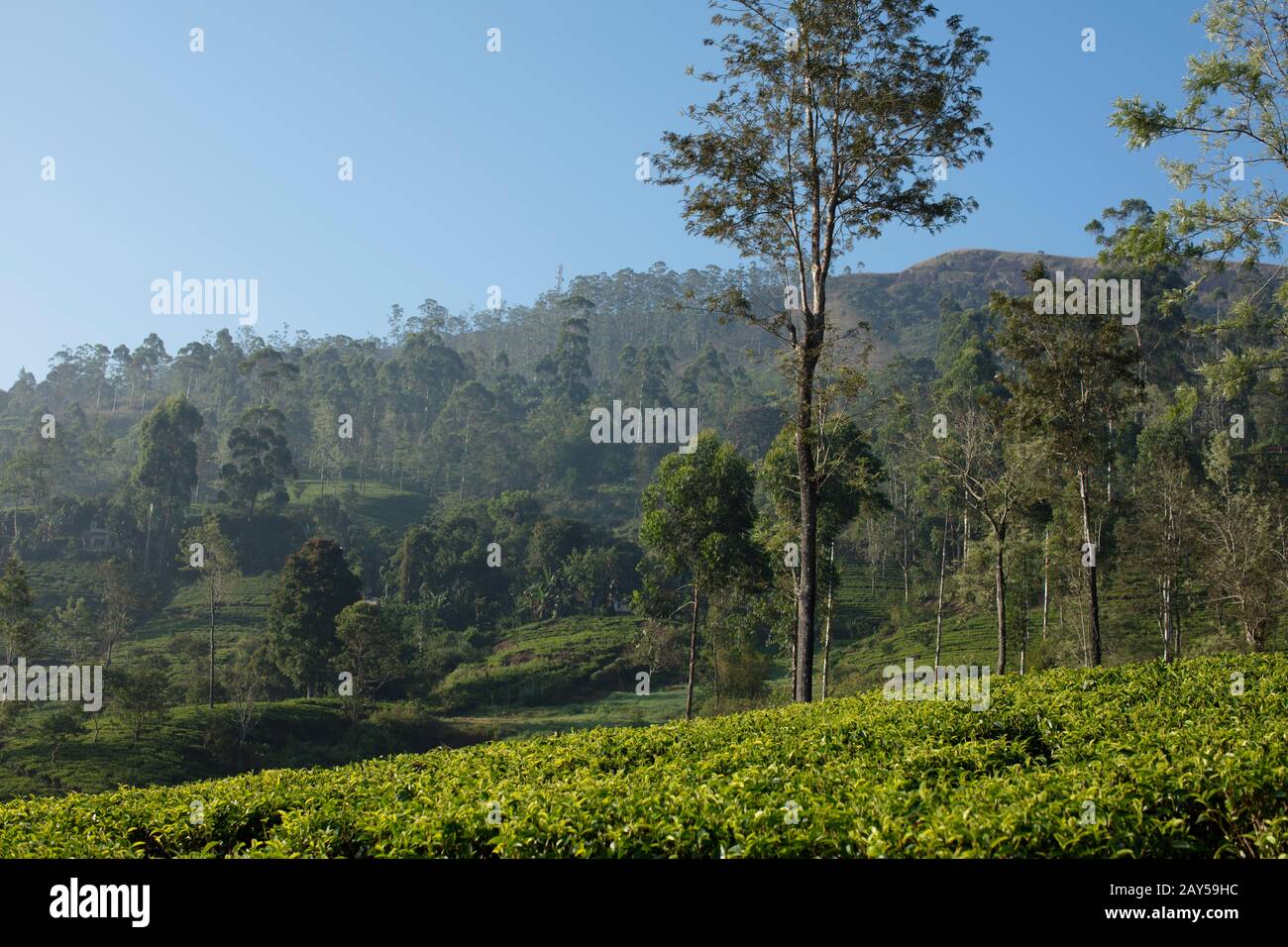 Tea Garden, Tea Plants, Tea Plantage Sri Lanka Stock Photo - Alamy