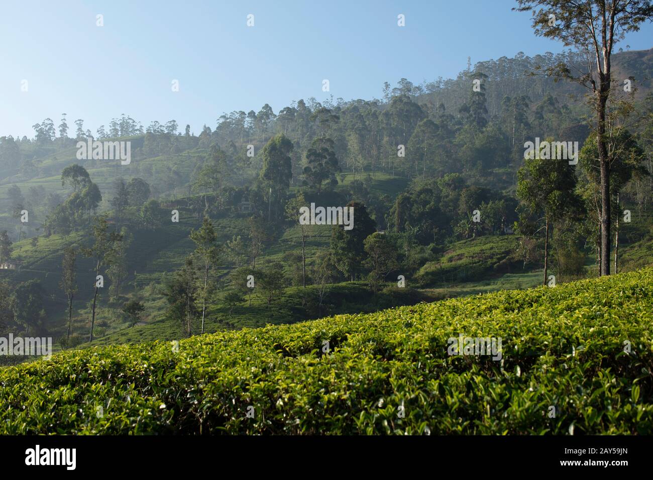 Tea Garden, Tea Plants, Tea Plantage Sri Lanka Stock Photo - Alamy