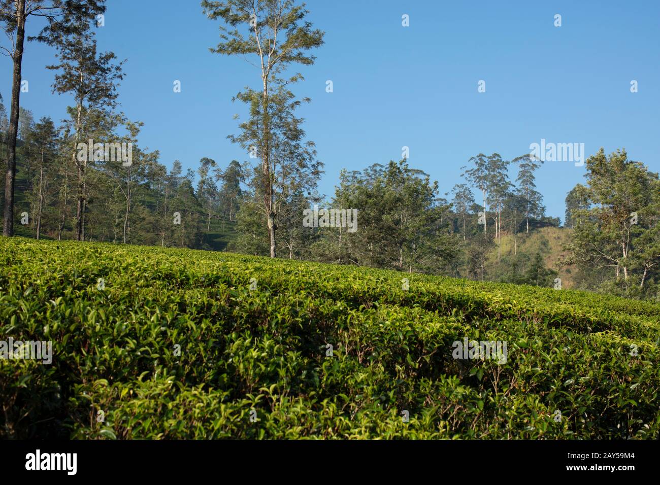 Tea Garden, Tea Plants, Tea Plantage Sri Lanka Stock Photo - Alamy