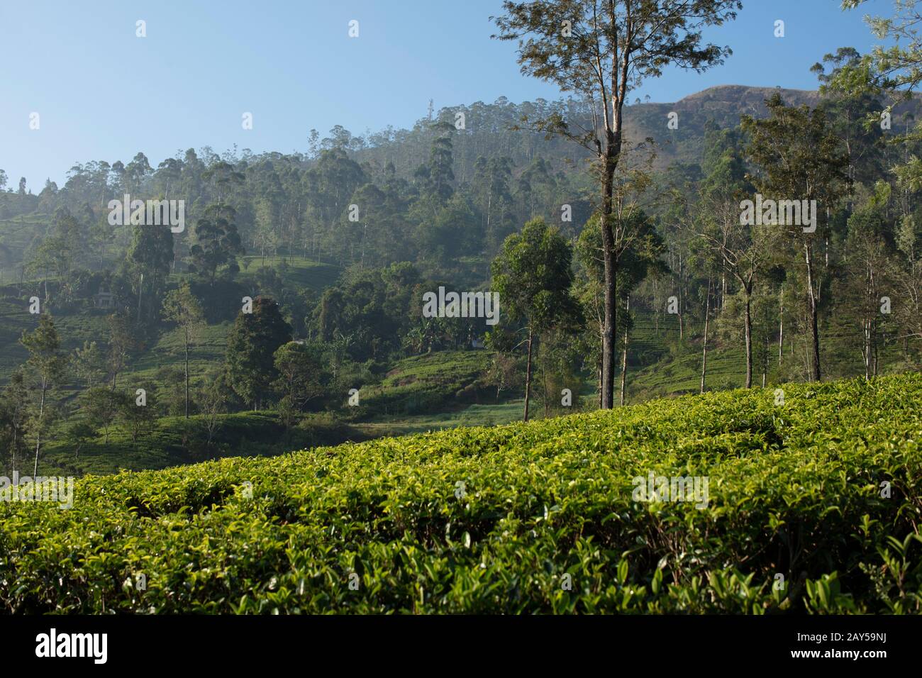 Tea Garden, Tea Plants, Tea Plantage Sri Lanka Stock Photo - Alamy
