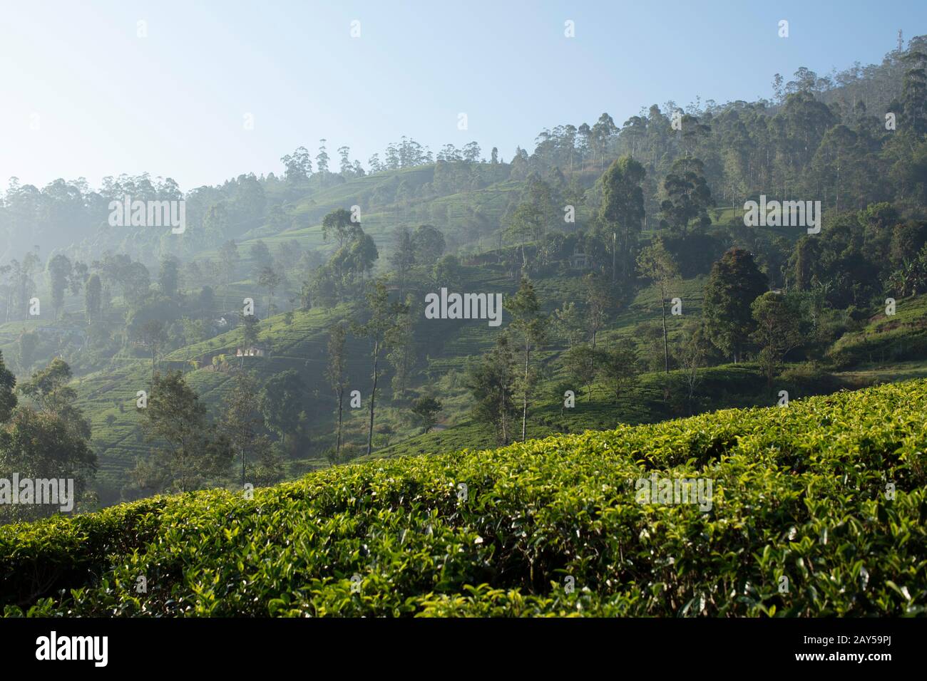 Tea Garden, Tea Plants, Tea Plantage Sri Lanka Stock Photo - Alamy