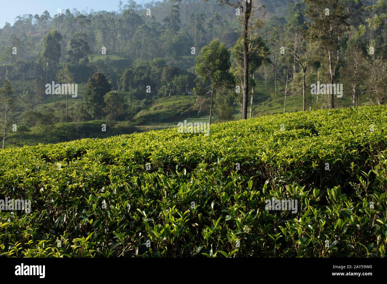 Tea Garden, Tea Plants, Tea Plantage Sri Lanka Stock Photo - Alamy