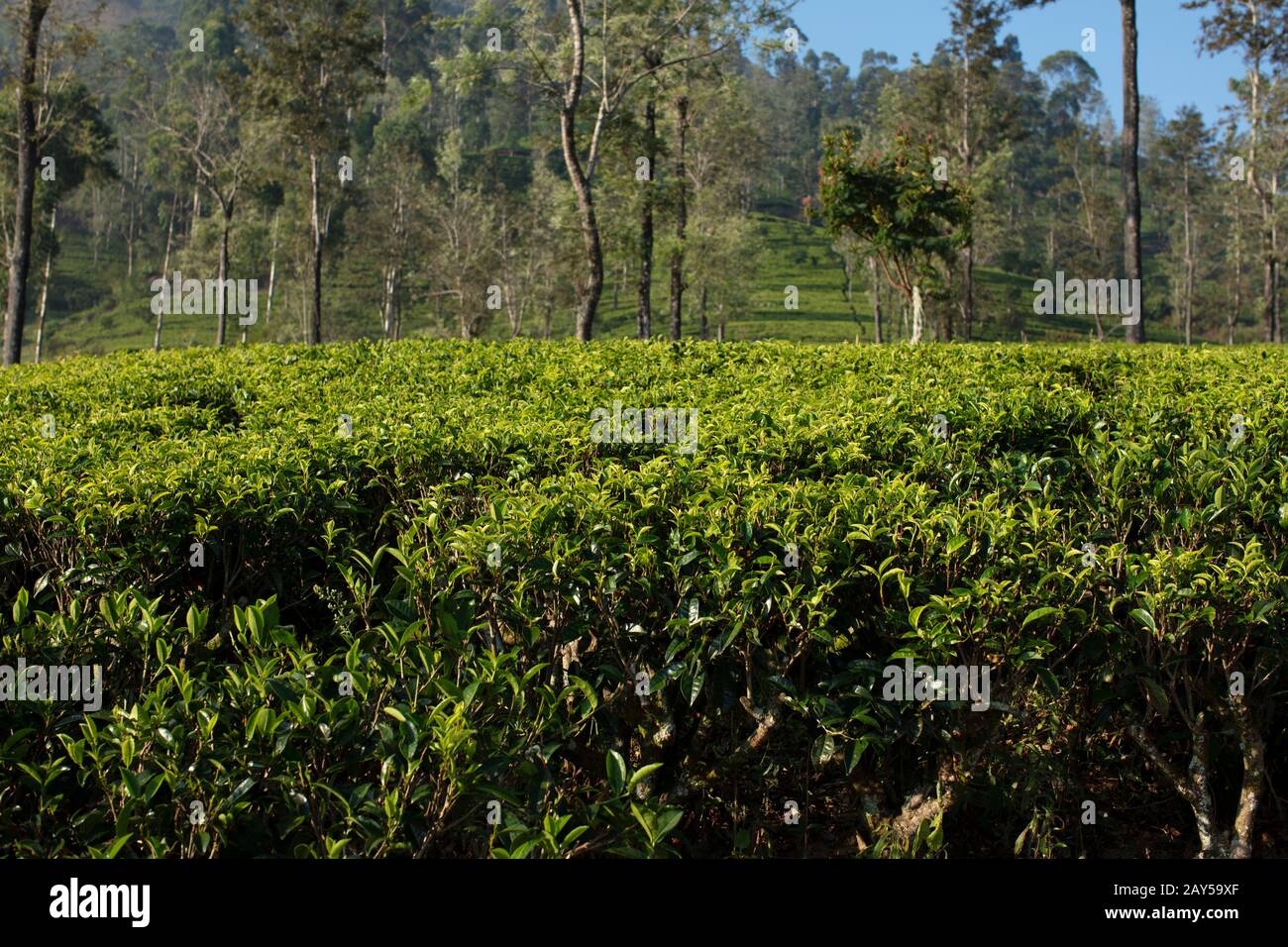 Tea Garden, Tea Plants, Tea Plantage Sri Lanka Stock Photo - Alamy