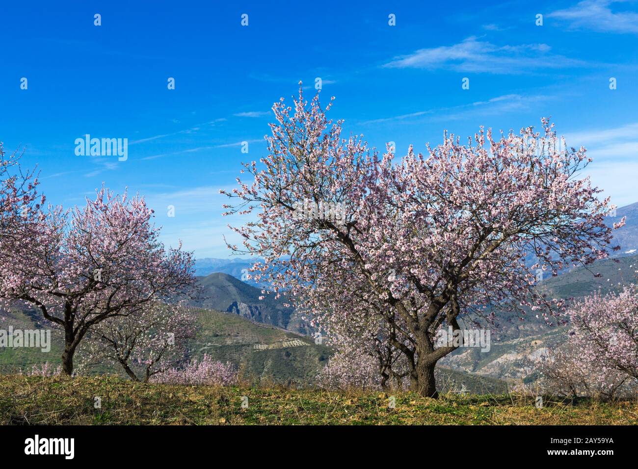Flowering almond trees, almond blossom, almond trees blooming, Prunus ...