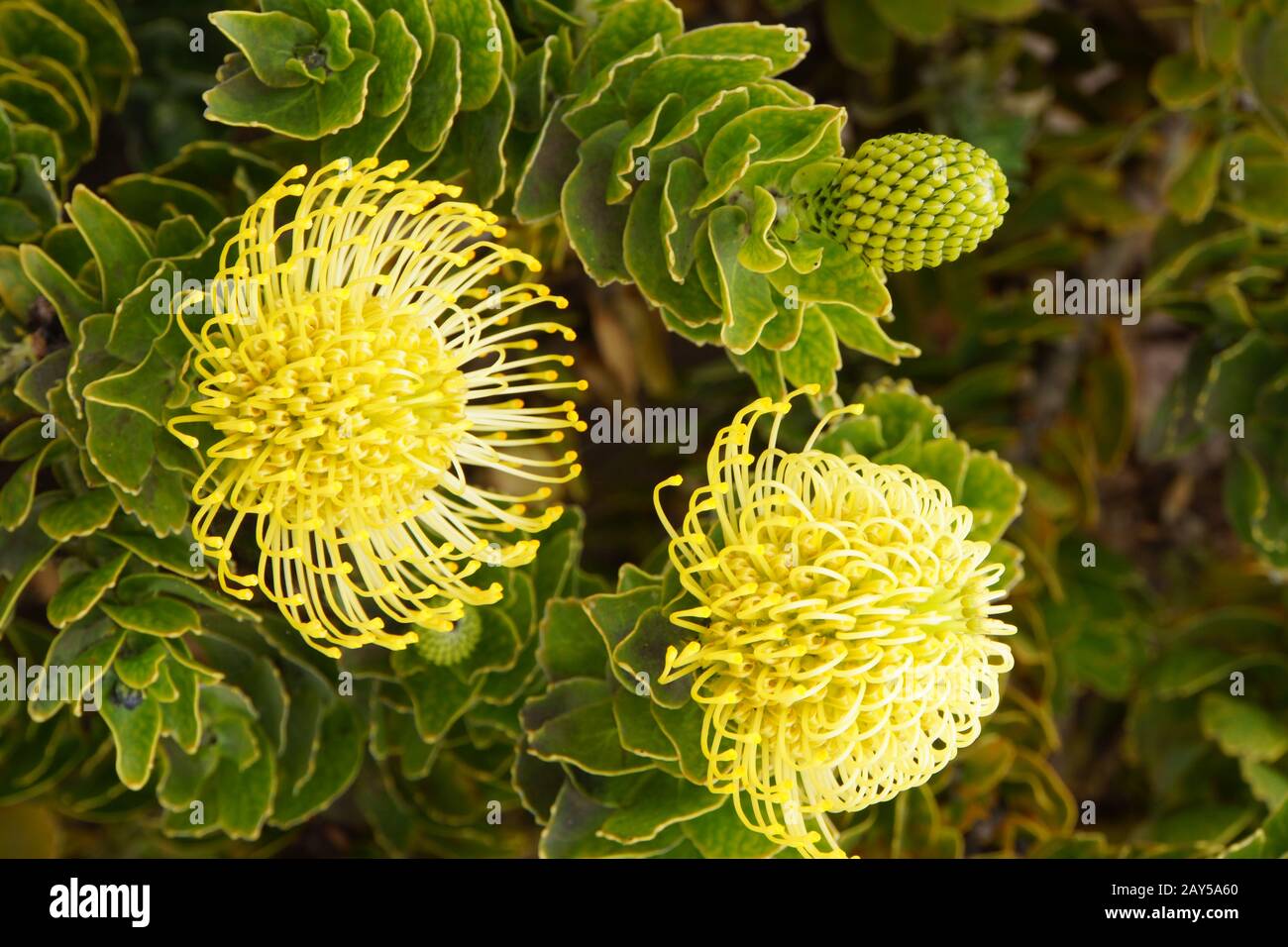 Needle cushion shrub (Leucospermum cordifolium Stock Photo - Alamy