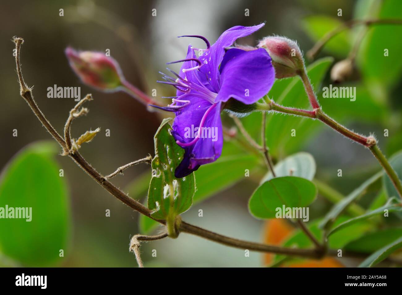 Princess shrub (Tibouchina urvilleana Stock Photo - Alamy