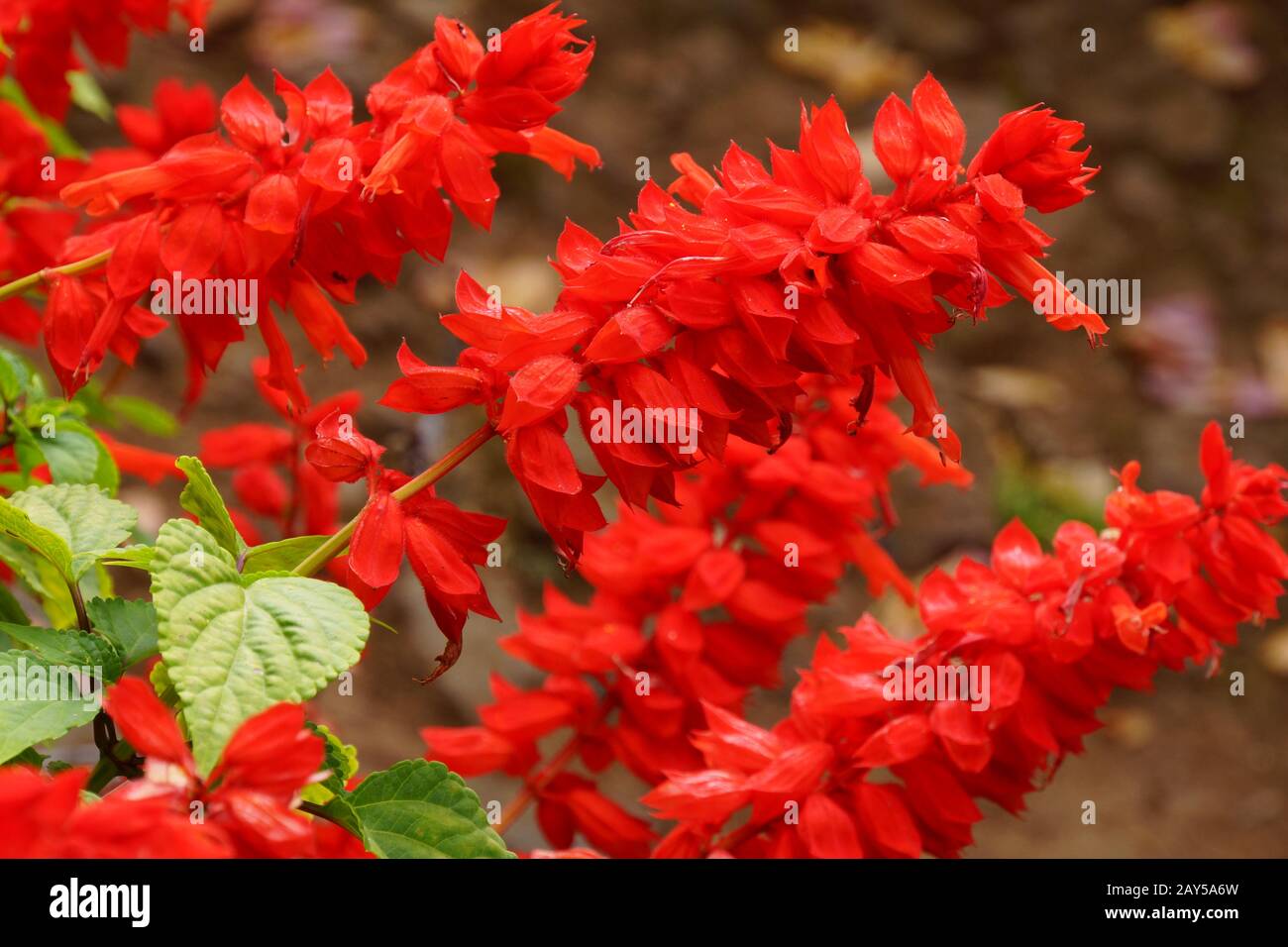 Fire sage (Salvia splendens Stock Photo - Alamy