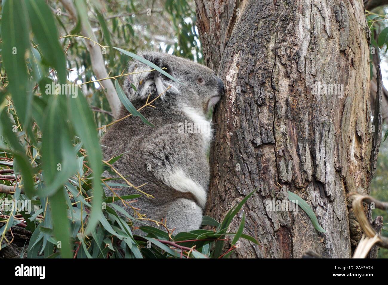 Australian Koala Bear Stock Photo - Alamy