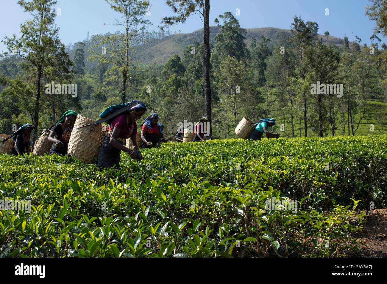 Tea plucking in Sri Lanka Stock Photo - Alamy