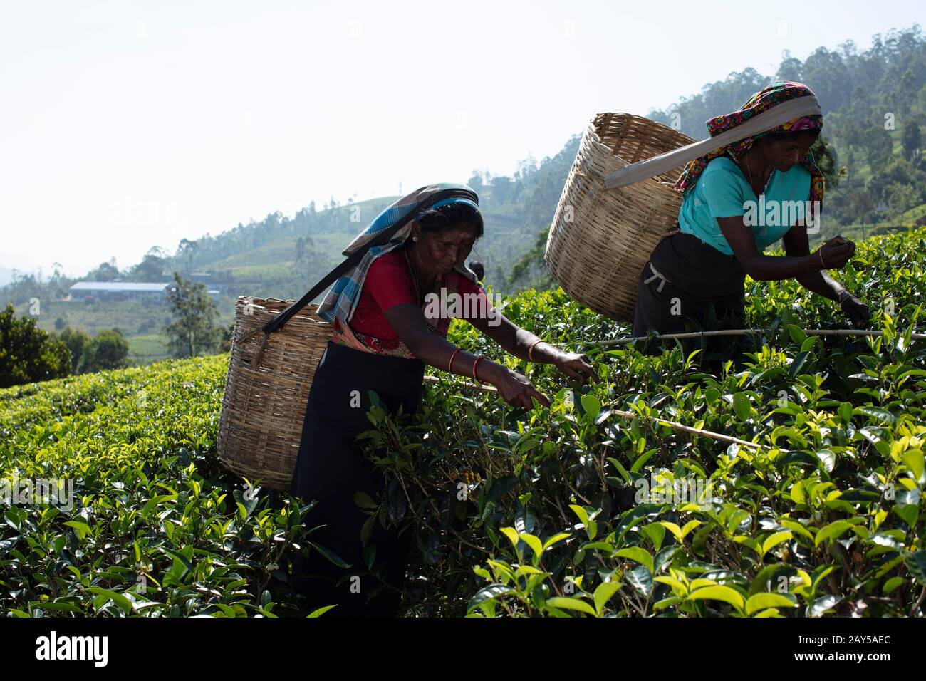Tea plucking in Sri Lanka Stock Photo - Alamy
