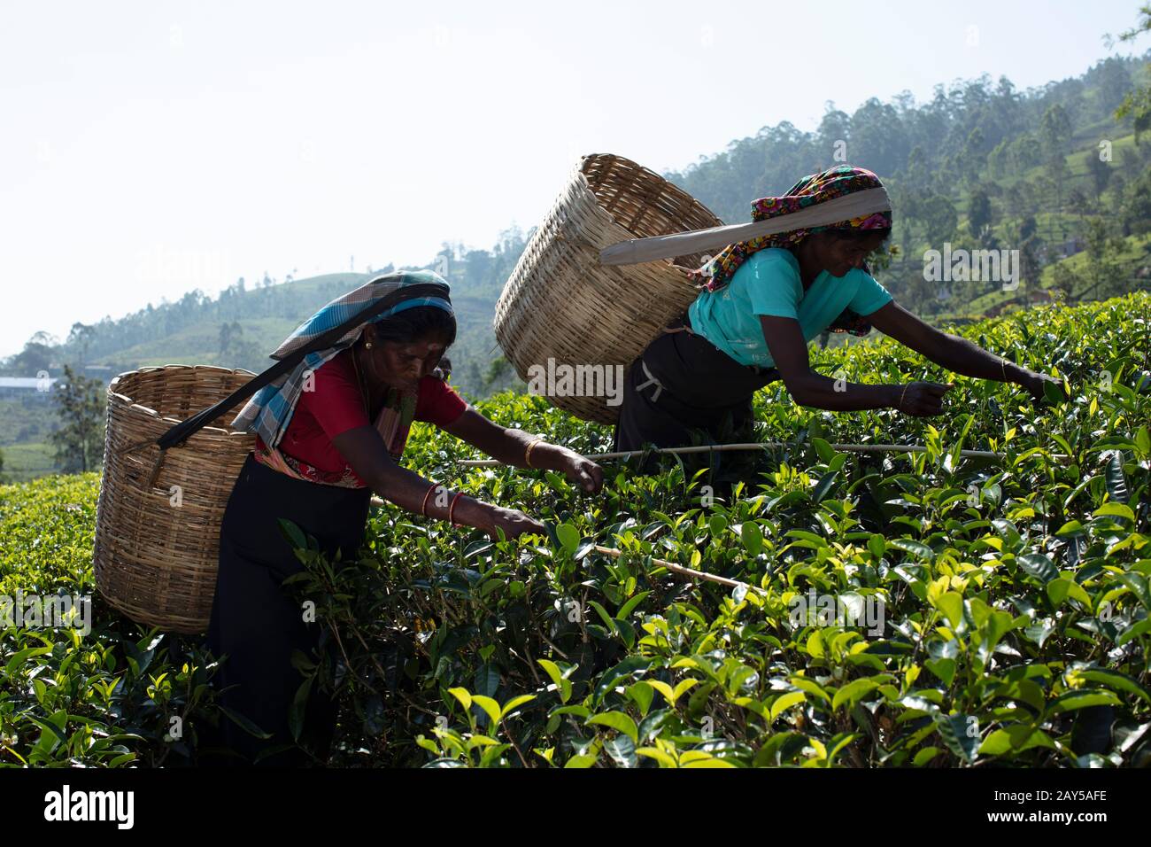 Tea plucking in Sri Lanka Stock Photo - Alamy