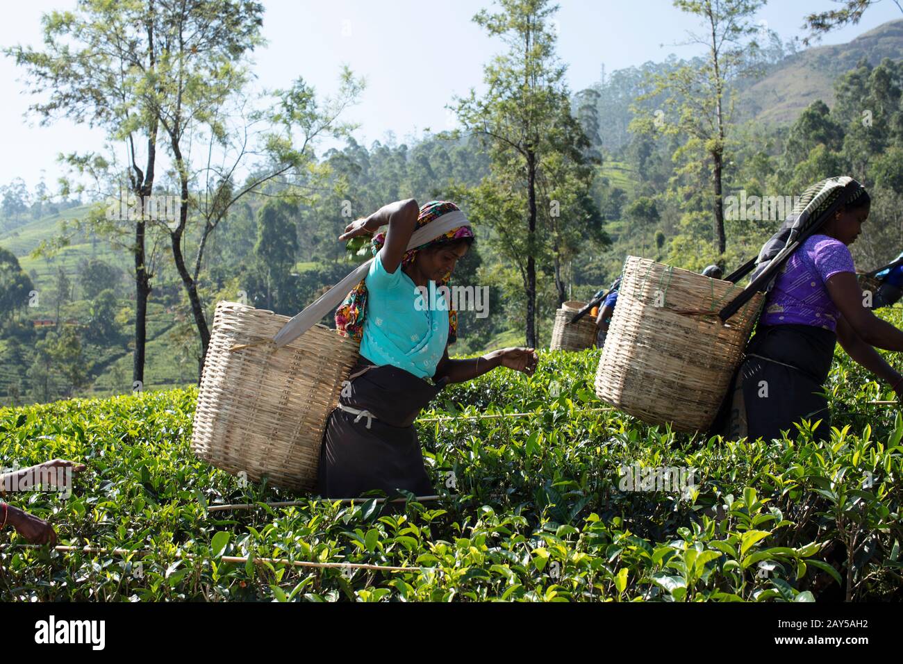Tea plucking in Sri Lanka Stock Photo - Alamy