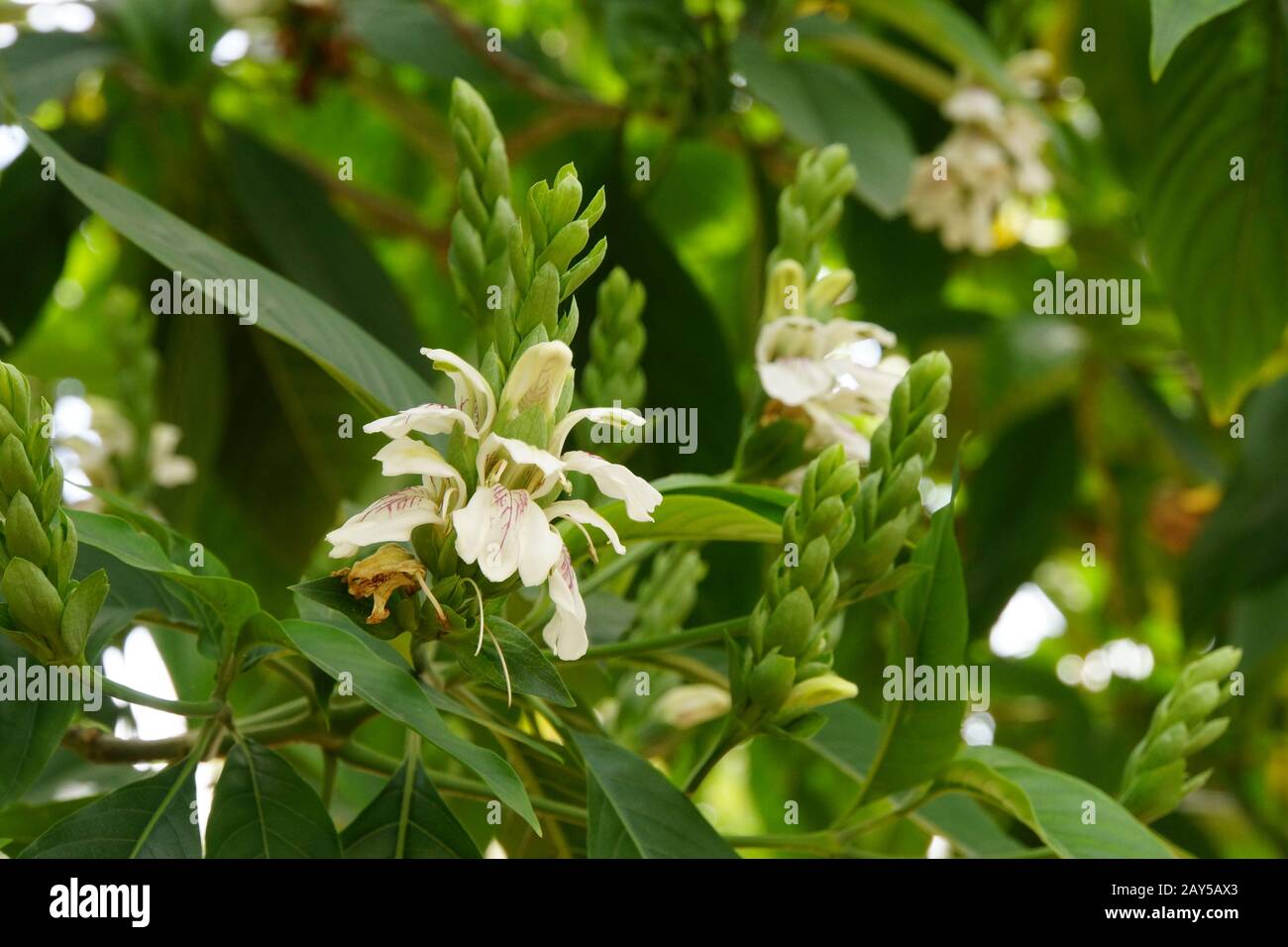 Adhatoda hi-res stock photography and images - Alamy