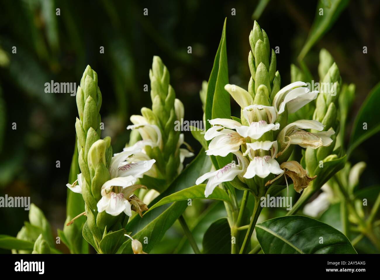 Adhatoda Vasica Flower