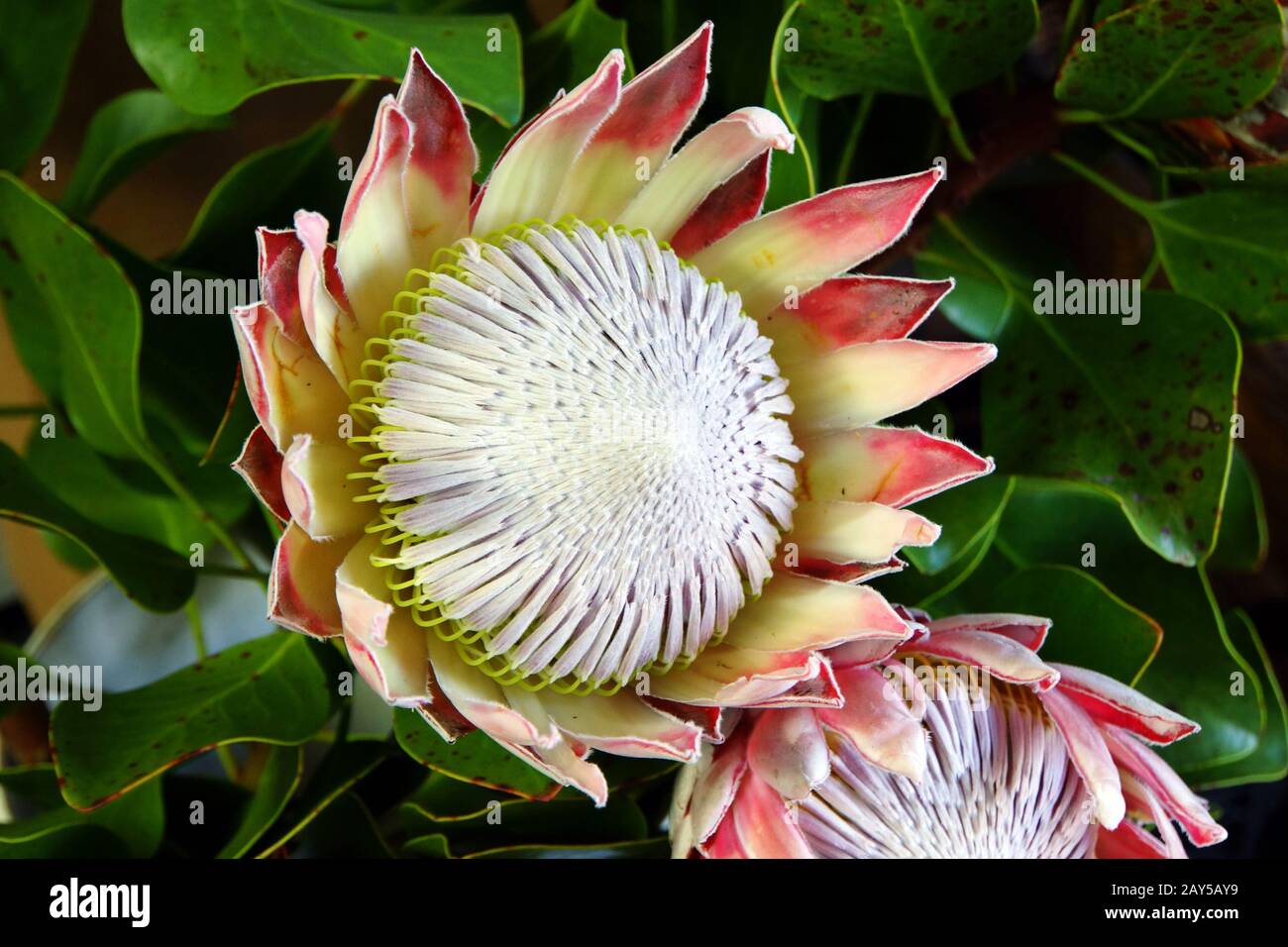 Protea susara at the flower market Stock Photo - Alamy