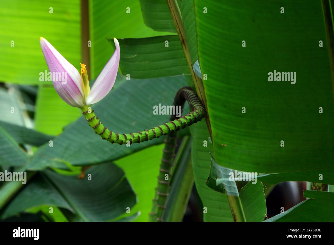 Banane (Musa spec Stock Photo - Alamy