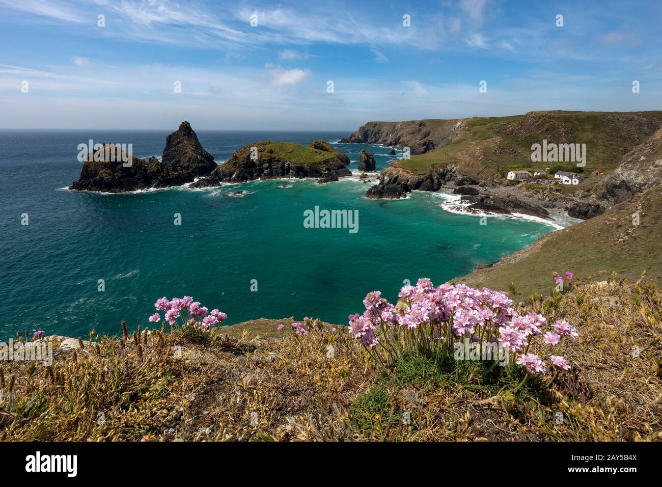 Cornwall coast flowers hi-res stock photography and images - Alamy