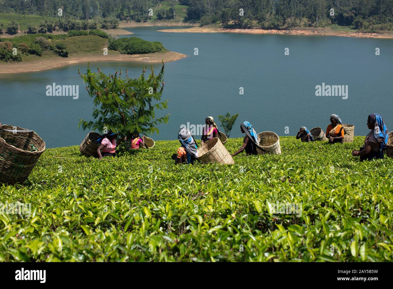 Tea plucking in Sri Lanka Stock Photo - Alamy