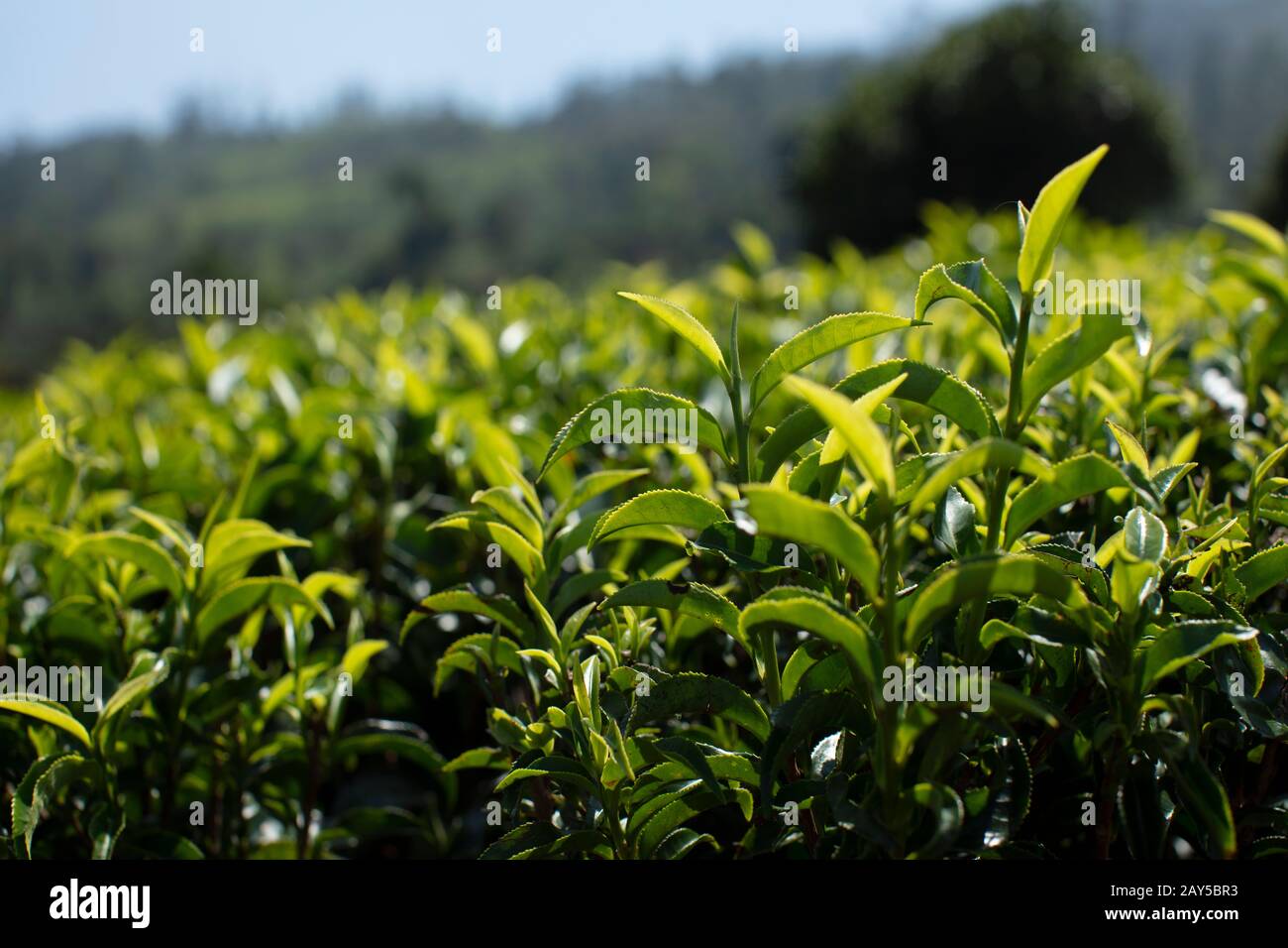 Tea Garden, Tea Plants, Tea Plantage Sri Lanka Stock Photo - Alamy