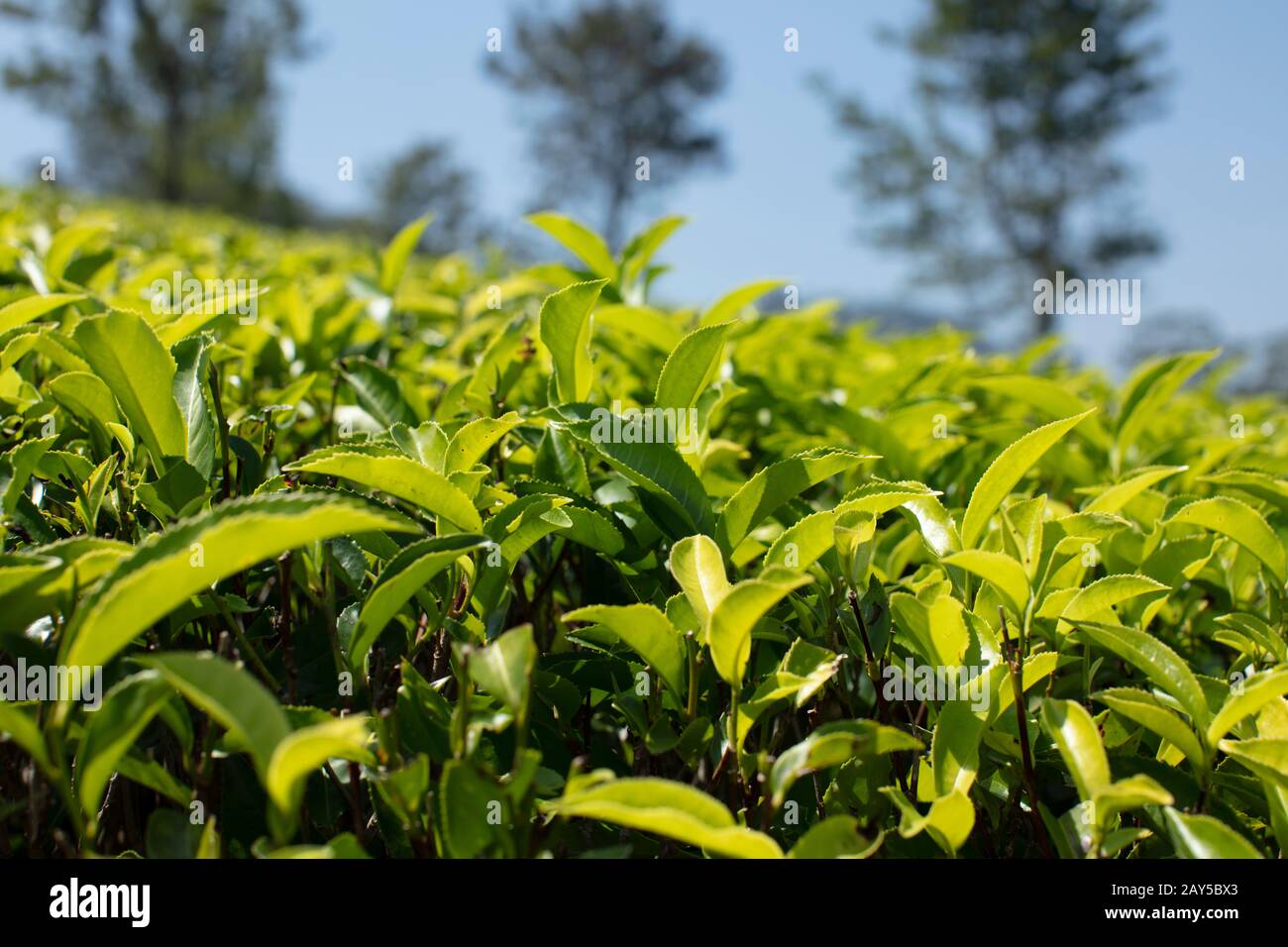 Tea Garden, Tea Plants, Tea Plantage Sri Lanka Stock Photo - Alamy