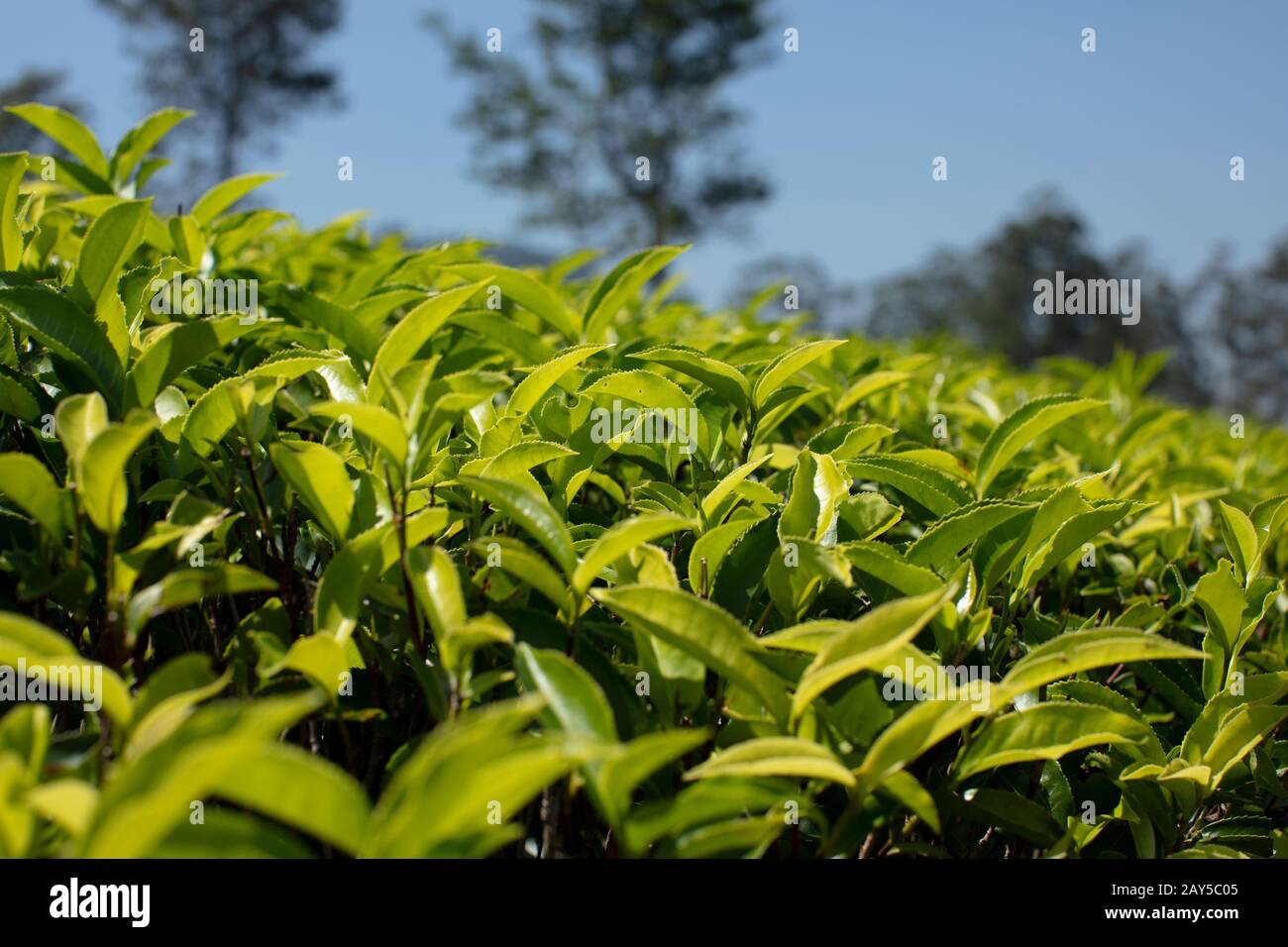 Tea Garden, Tea Plants, Tea Plantage Sri Lanka Stock Photo - Alamy