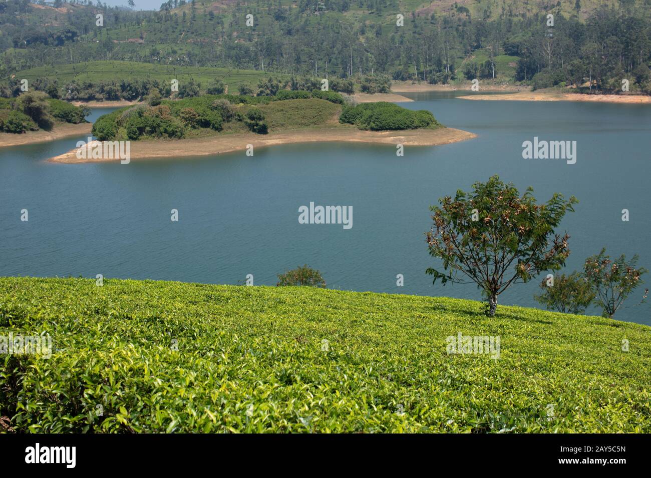 Tea Garden, Tea Plants, Tea Plantage Sri Lanka Stock Photo - Alamy