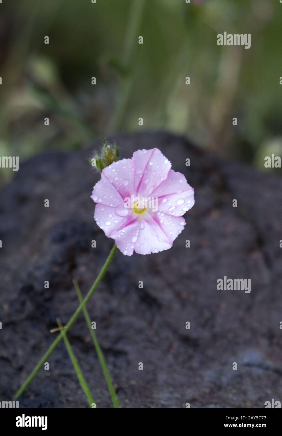 Cantabrican morning glory in the Valley from Gorna Kula, Bulgaria Stock ...