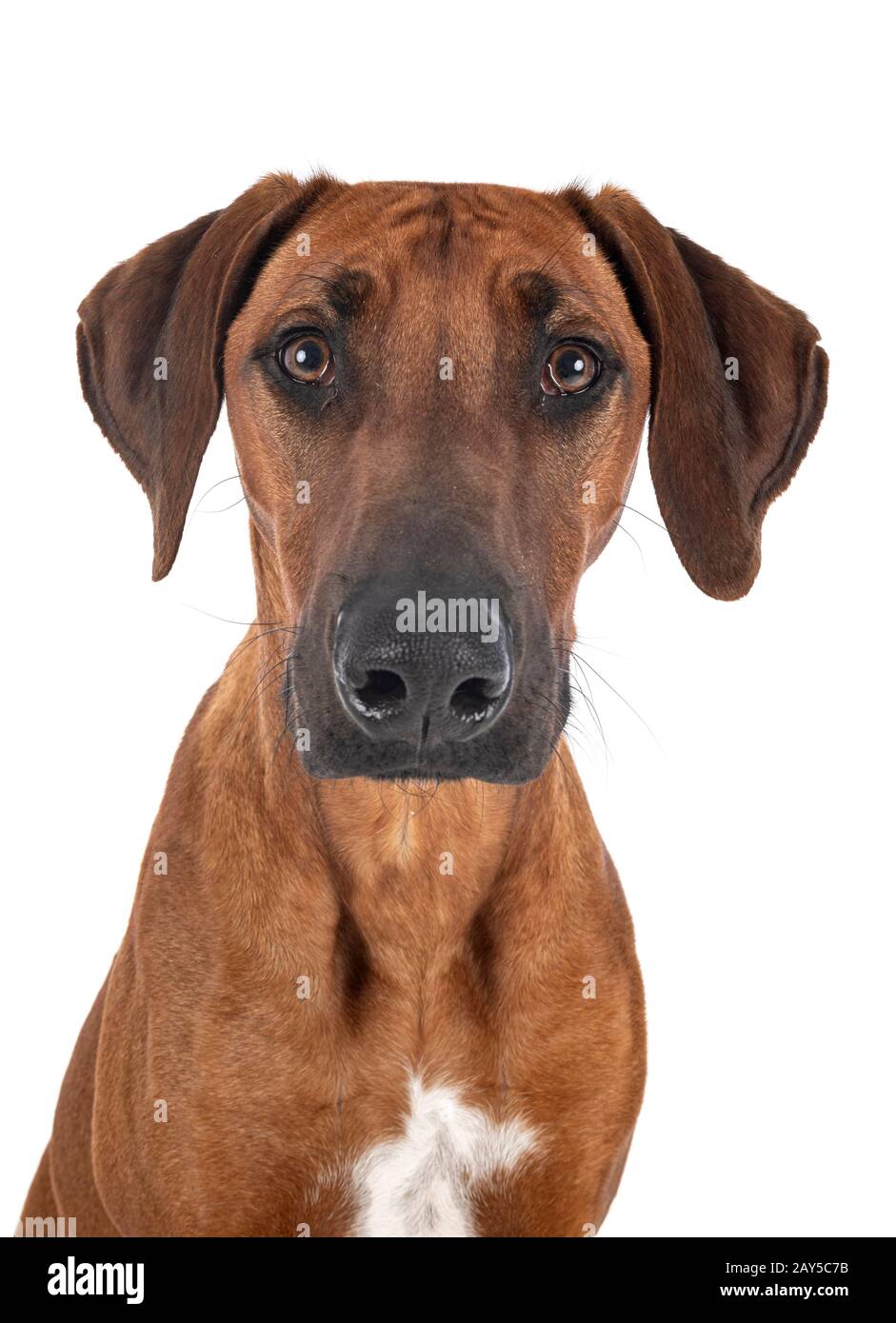 White Rhodesian Ridgeback